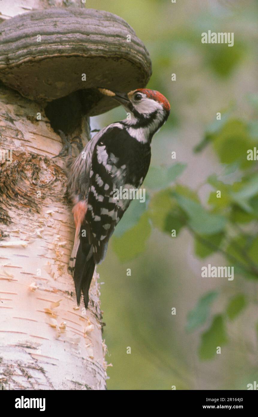 White-backed Woodpecker, white-backed woodpeckers (Dendrocopos leucotos ...