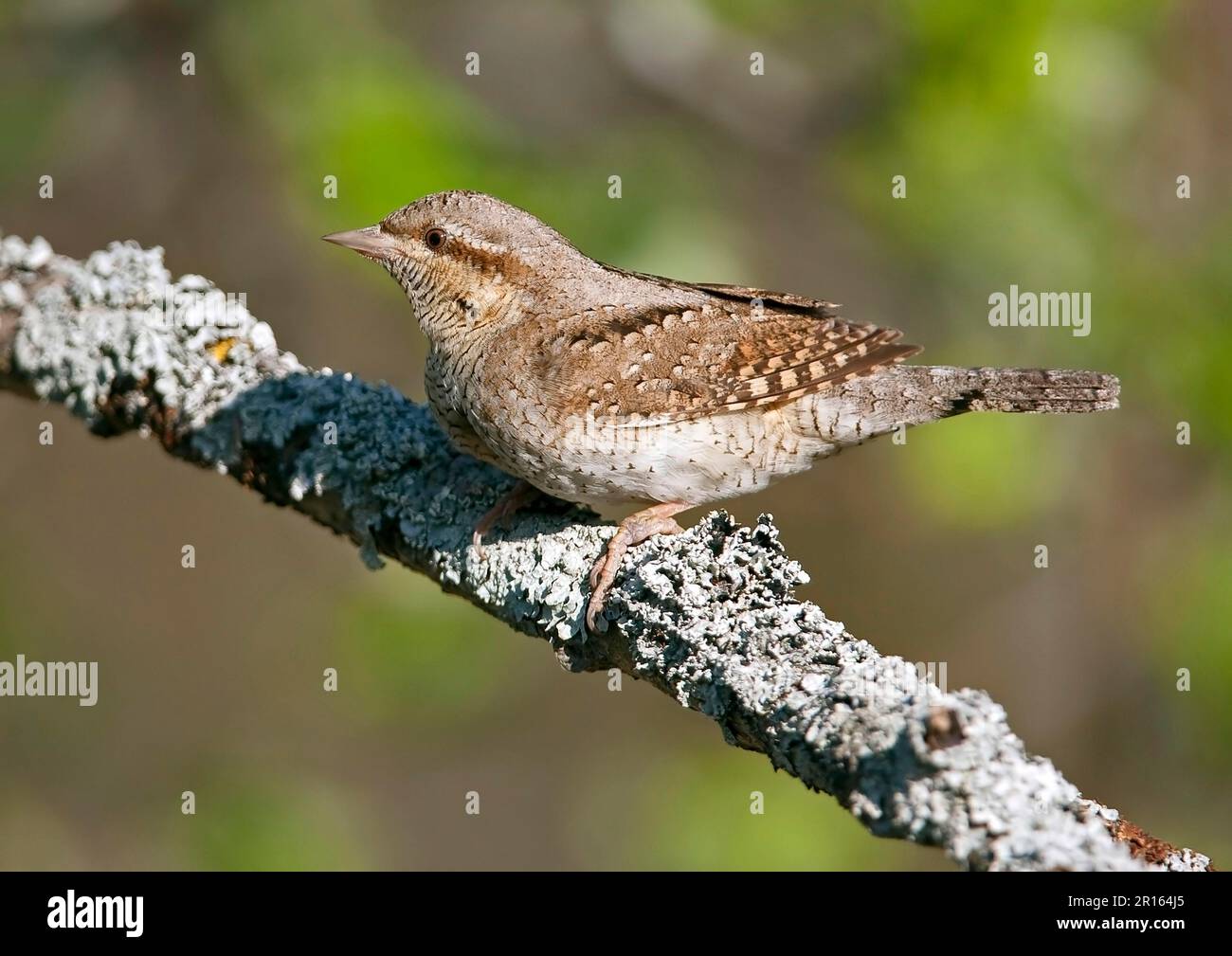 Eurasian eurasian wryneck (Jynx torquilla) adult, sitting on lichen ...
