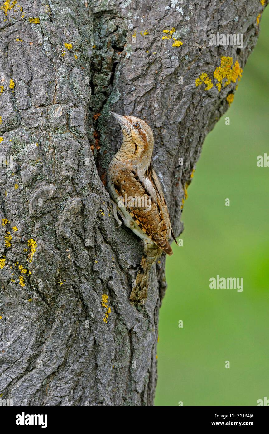 Eurasian eurasian wryneck (Jynx torquilla) adult, at nest cavity ...