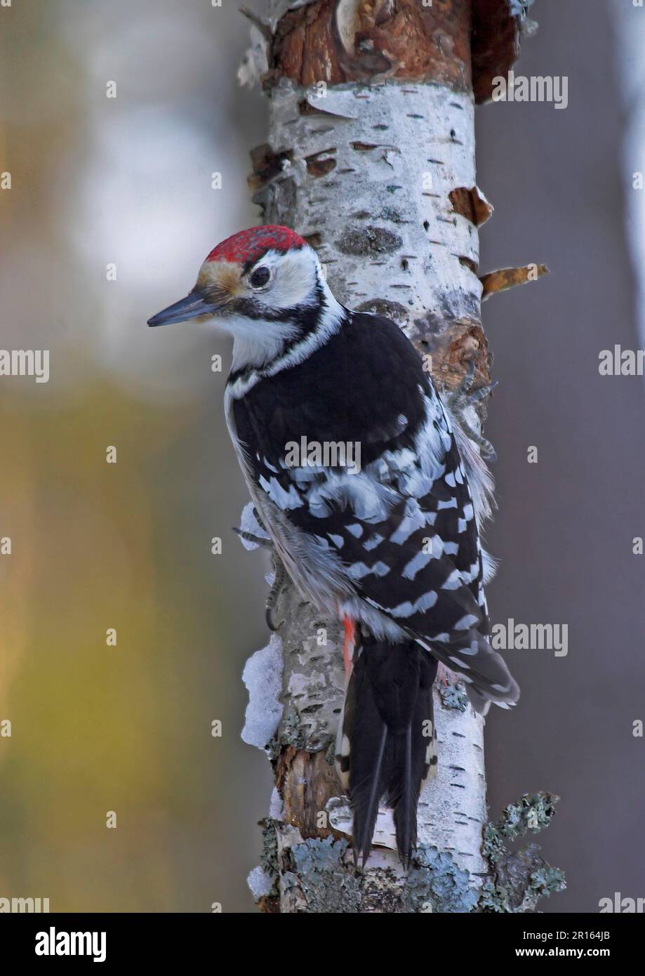 White-backed Woodpecker, white-backed woodpeckers (Dendrocopos leucotos ...