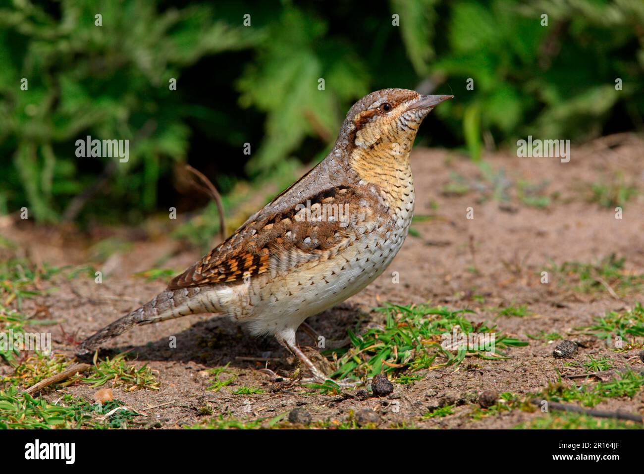 Eurasian Wryneck, eurasian wrynecks (Jynx torquilla), woodpeckers ...