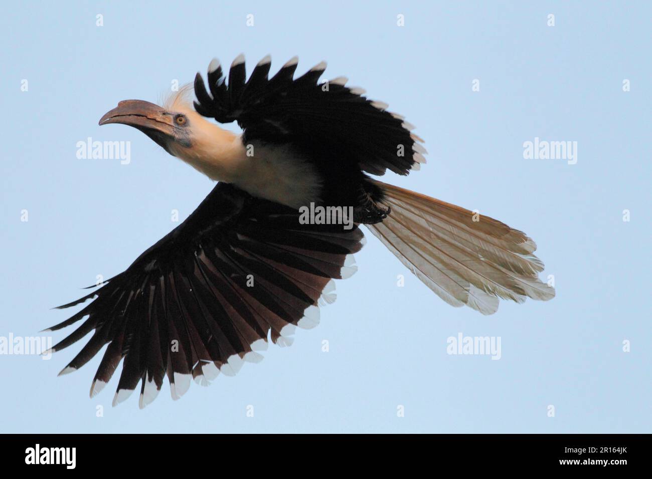 White-crowned Hornbill (Berenicornis comatus) adult, in flight ...