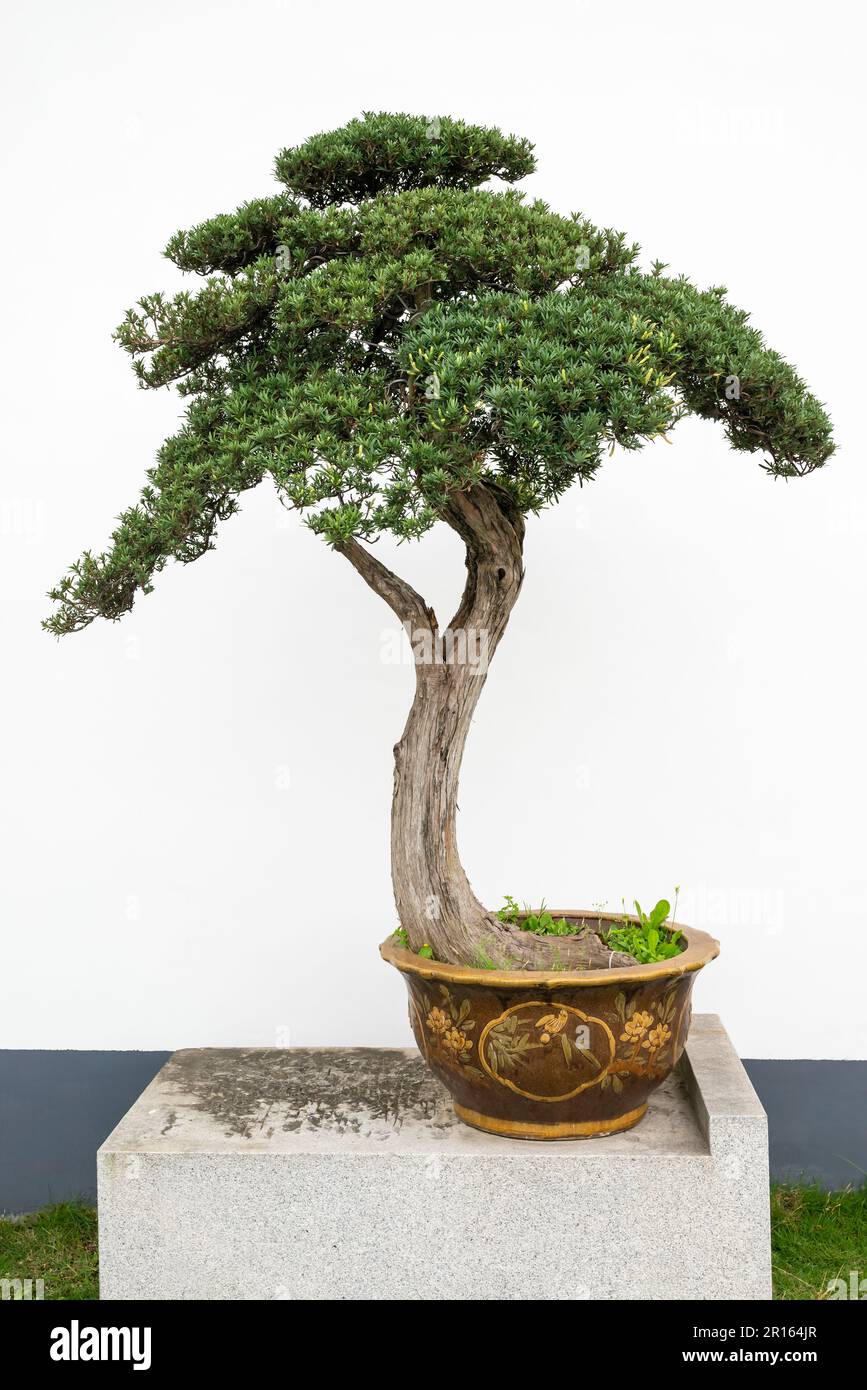 Bonsai tree against white wall in a park Stock Photo - Alamy
