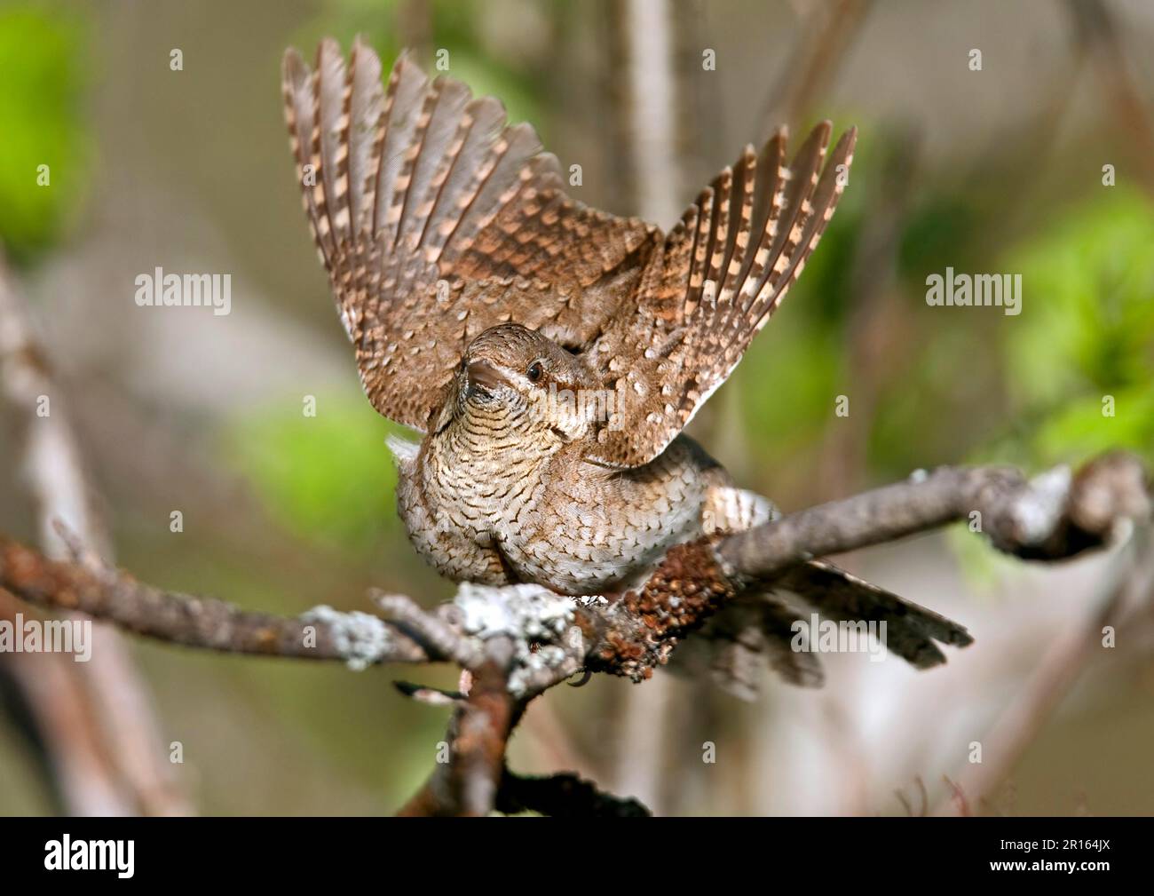 Eurasian eurasian wryneck (Jynx torquilla) adult, exhibiting, with ...