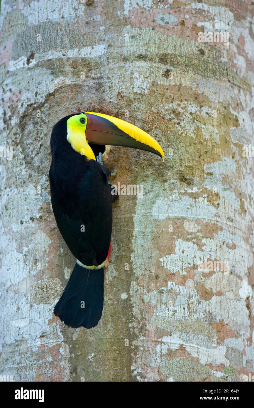 Adult maroon toucan (Ramphastos swainsonii), at nest hole in tree trunk ...