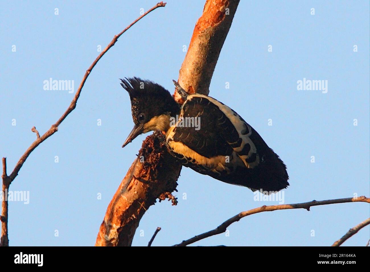Heart-spotted Woodpecker (Hemicircus canente) adult male, clinging to ...