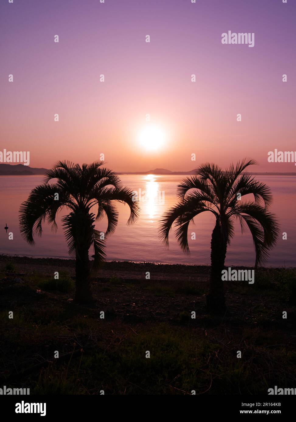 Hamanako lake sunrise and palm trees Stock Photo - Alamy
