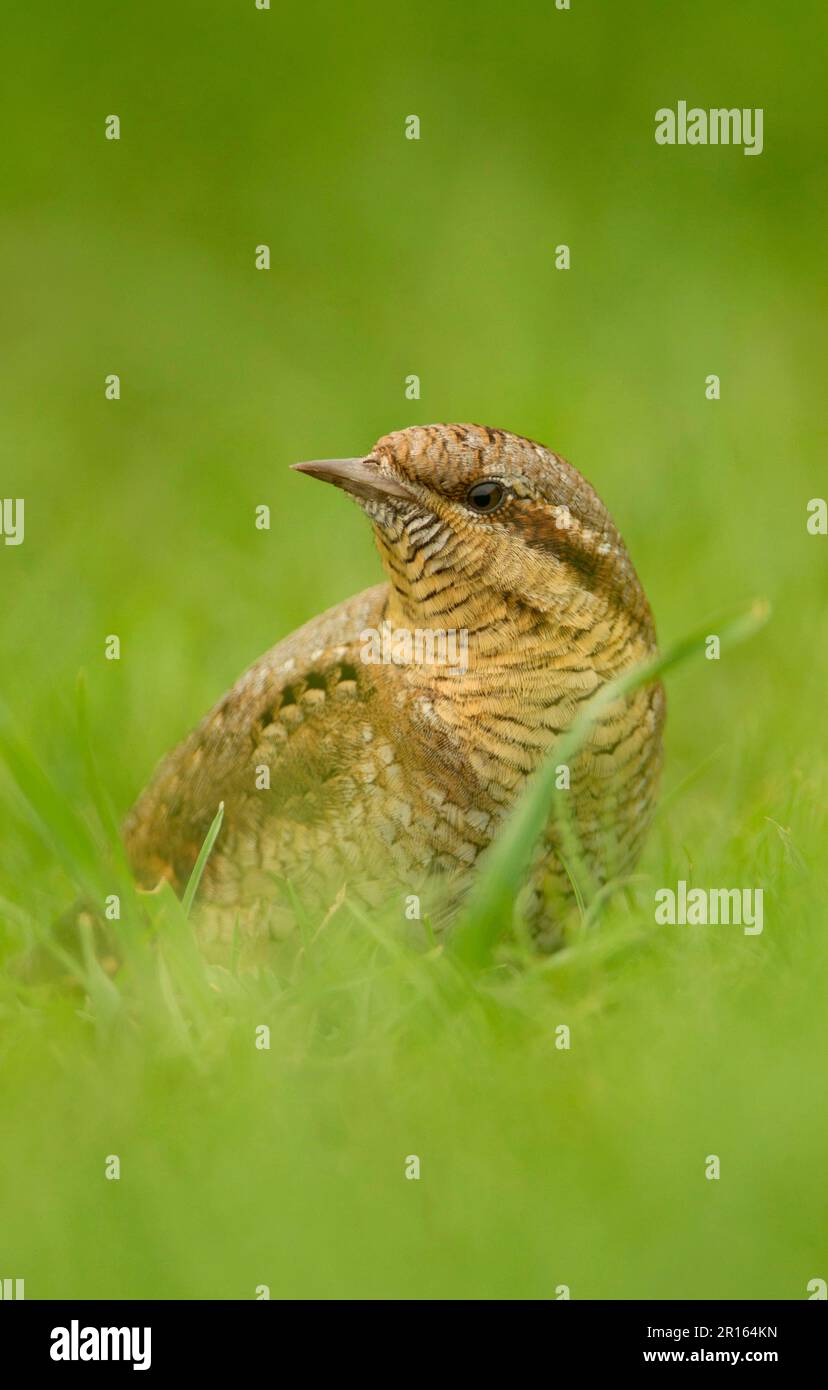 Eurasian wryneck jynx torquilla on grass hi-res stock photography and ...