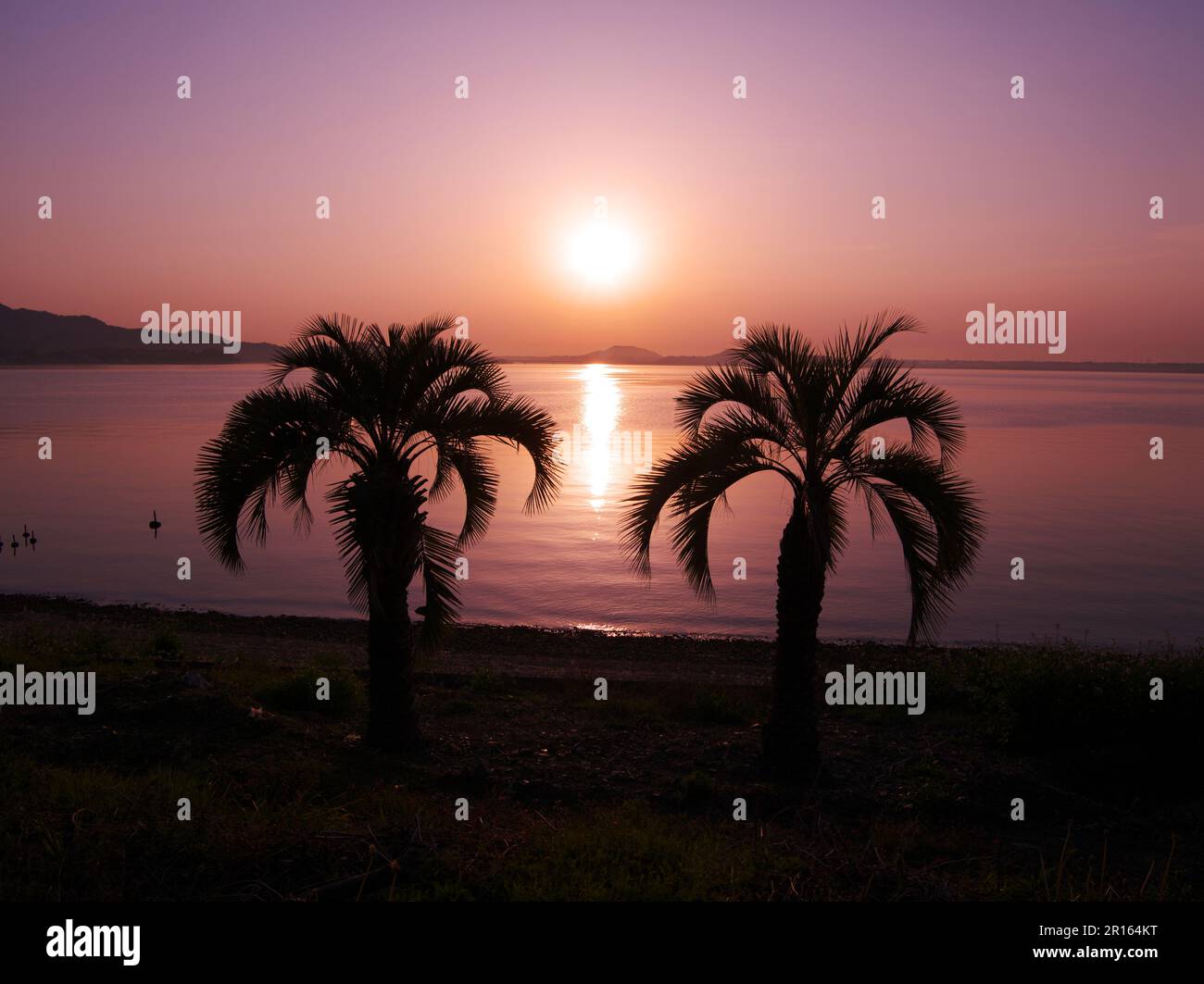 Hamanako lake sunrise and palm trees Stock Photo - Alamy