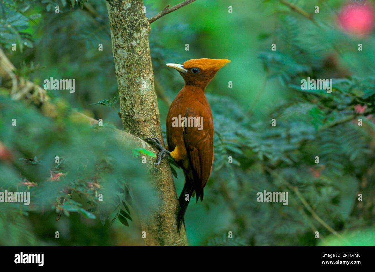 Chestnut woodpecker (Celeus elegans), Pale-headed Woodpeckers ...