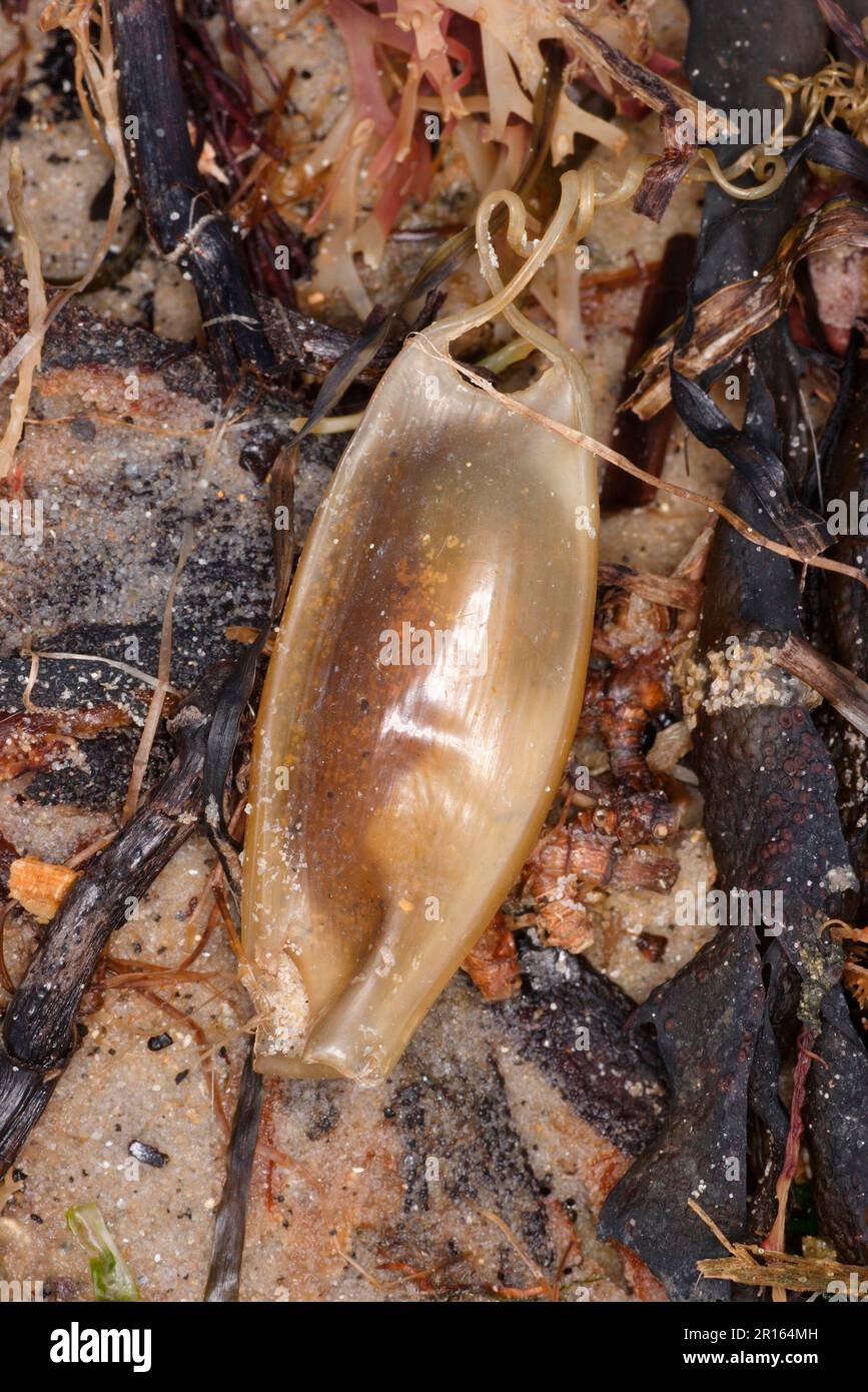 Lesser Spotted Dogfish (Scyliorhinus canicula) 'Mermaid's Purse ...
