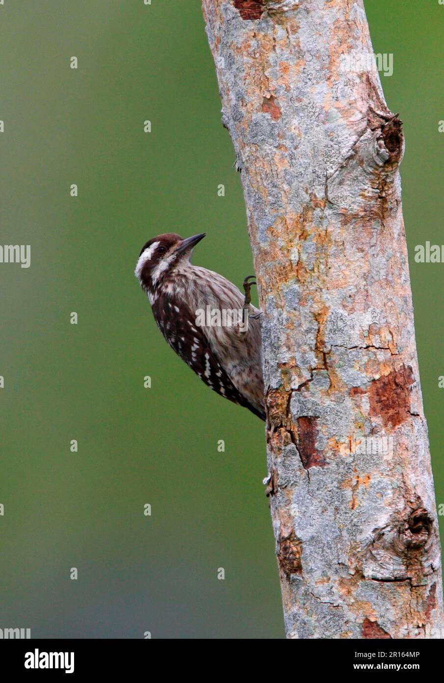Woodpecker of sabah hi-res stock photography and images - Alamy
