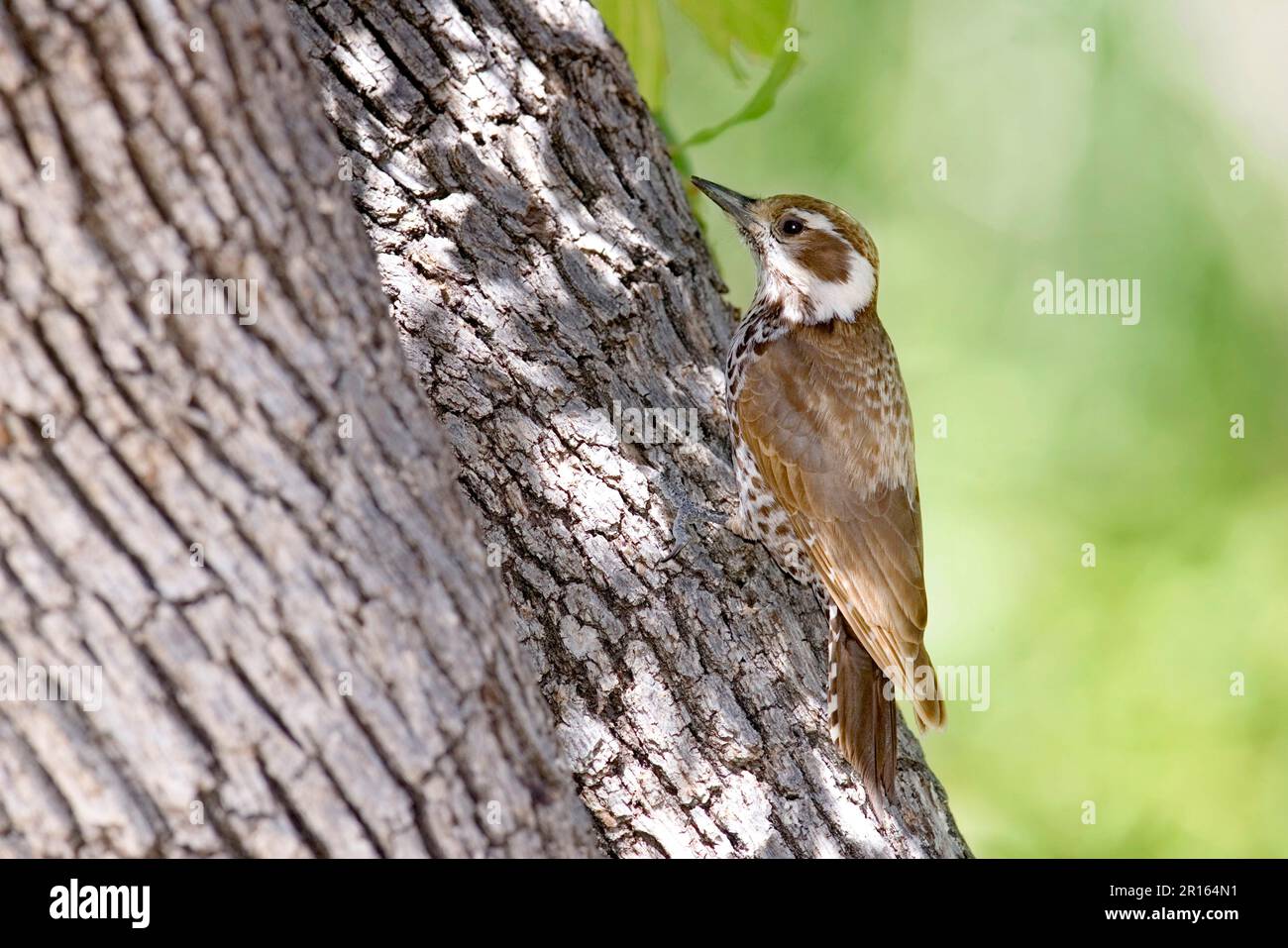 Arizona Woodpecker (Picoides arizonae) adult female, clinging to live ...