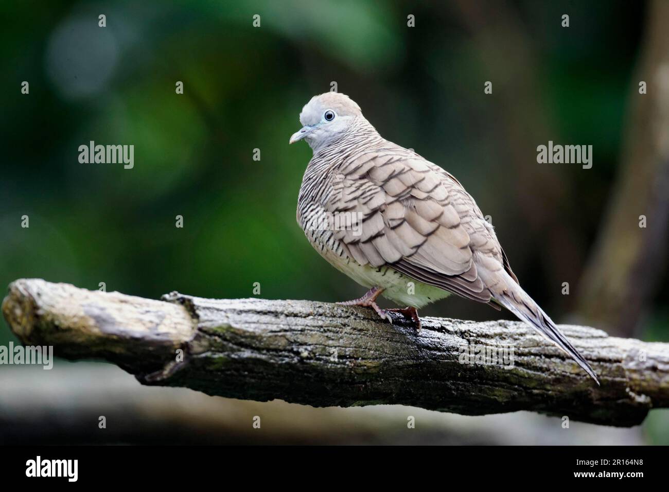 Zebra dove (Geopelia striata) adult, sitting on a branch, Indonesia ...