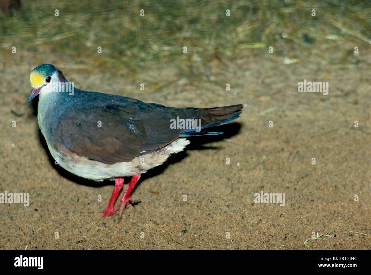 Sulawesi ground dove (Gallicolumba tristigmata), Hop-doves, Celebes ...
