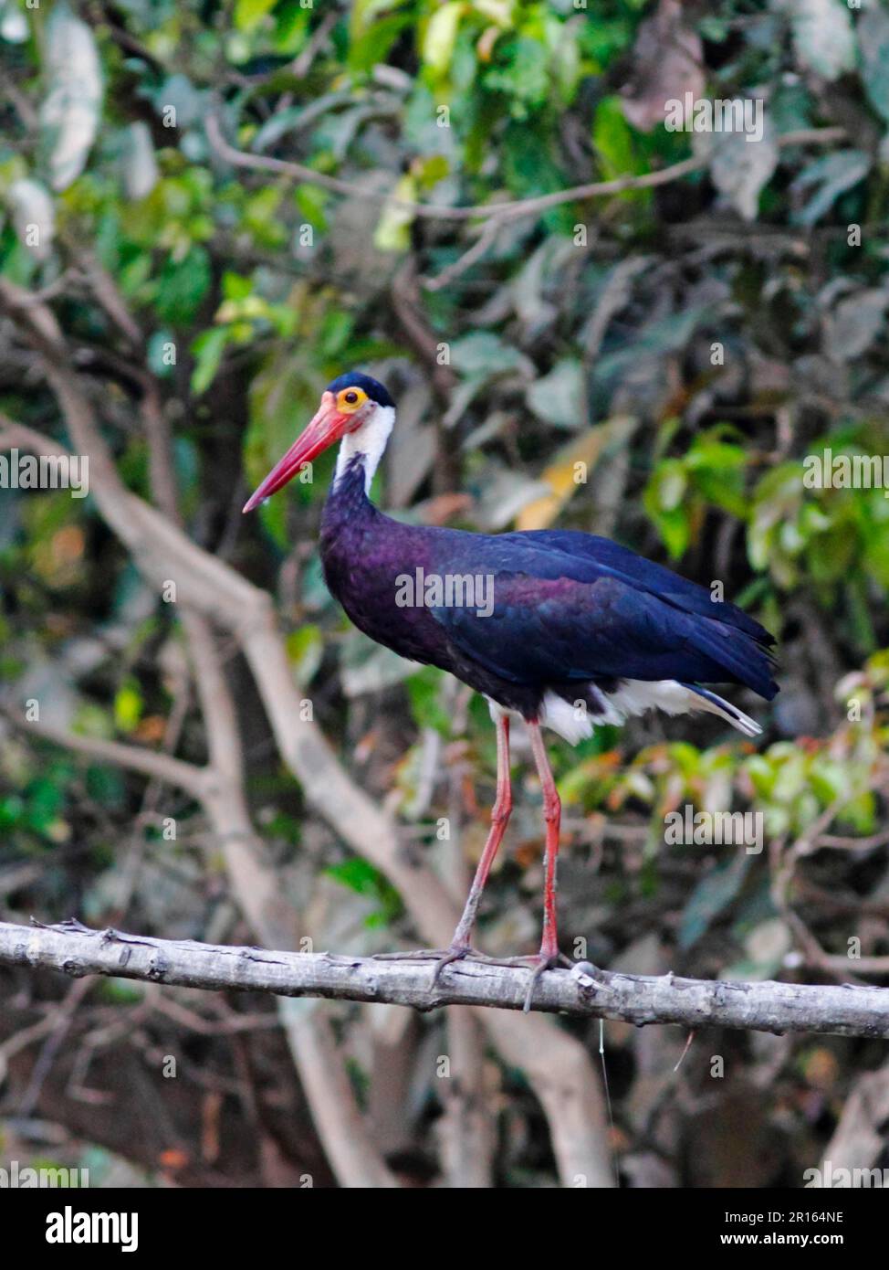 Storm's Stork (Ciconia stormi) adult, standing on branch in mangrove ...