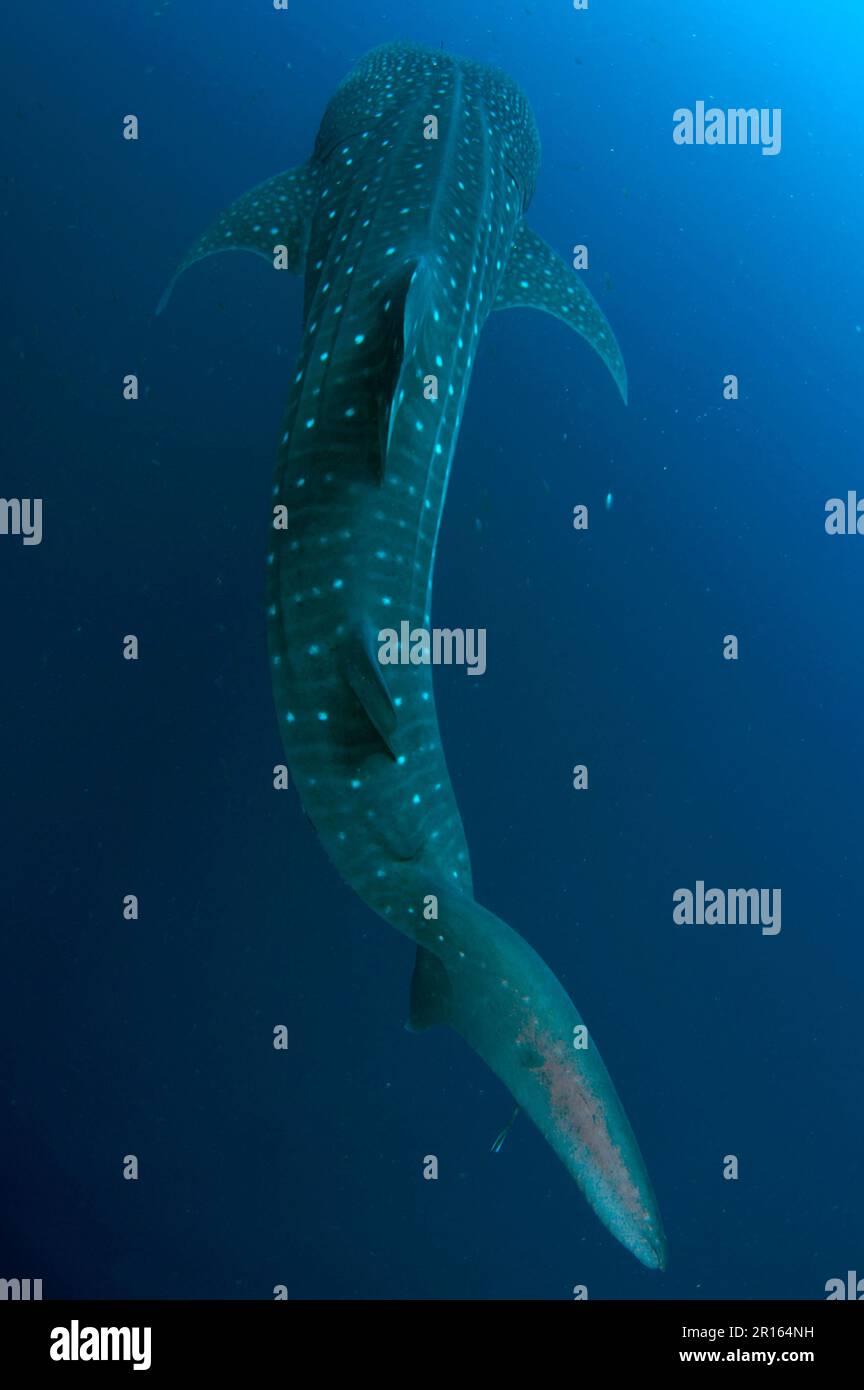 Whale Shark, whale sharks (Rhincodon typus), Endangered Species, Other ...