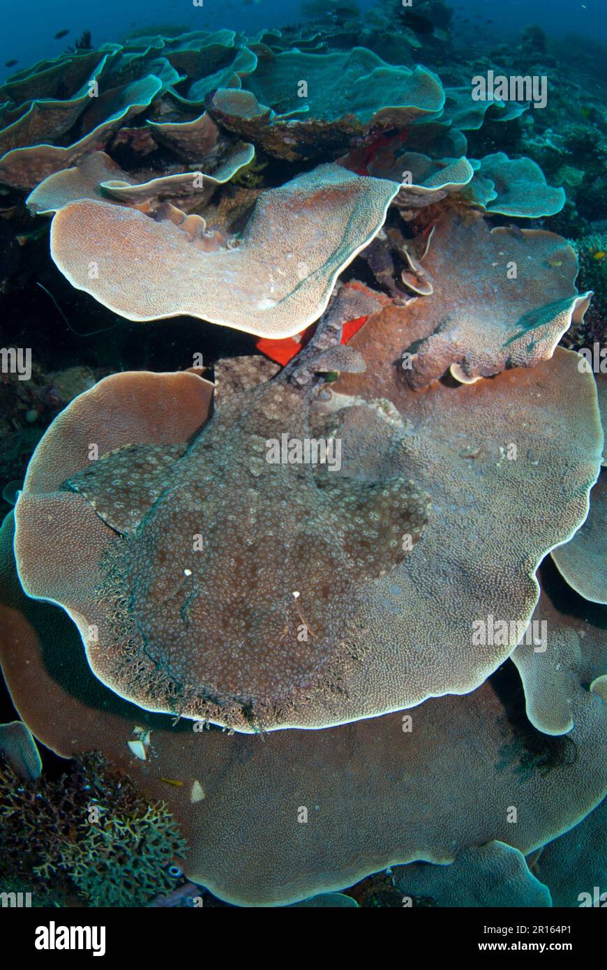 Tasselled wobbegongs (Eucrossorhinus dasypogon), Carpet Shark, Other ...