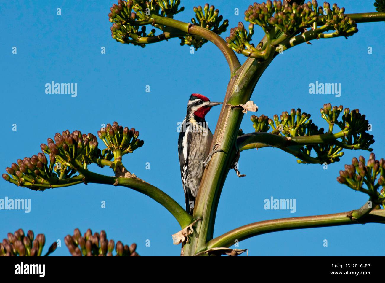 Red-naped sapsucker (Sphyrapicus nuchalis), Woodpeckers, Animals, Birds ...