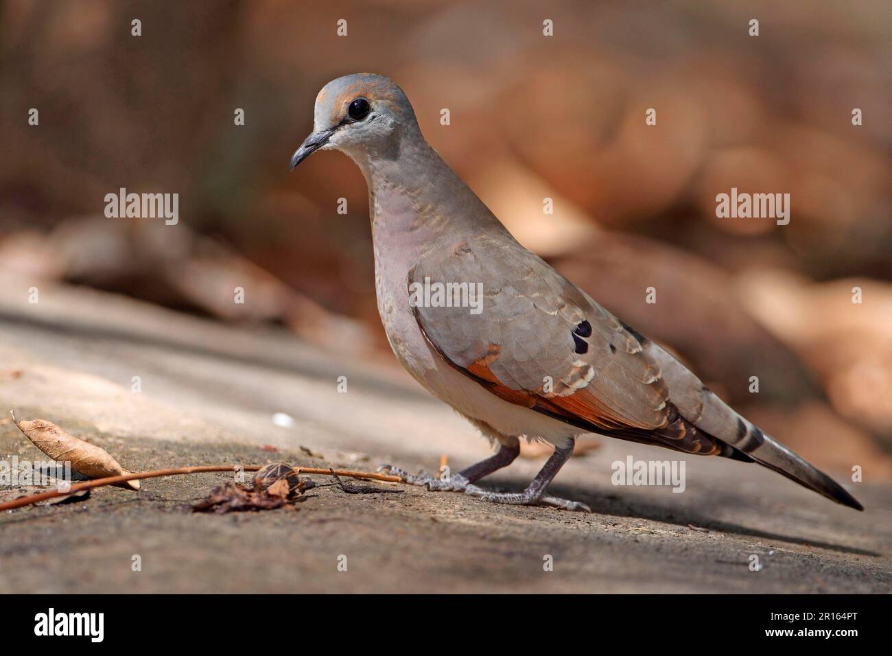 Ore-billed Dove, black-billed wood dove (Turtur abyssinicus), Ore ...
