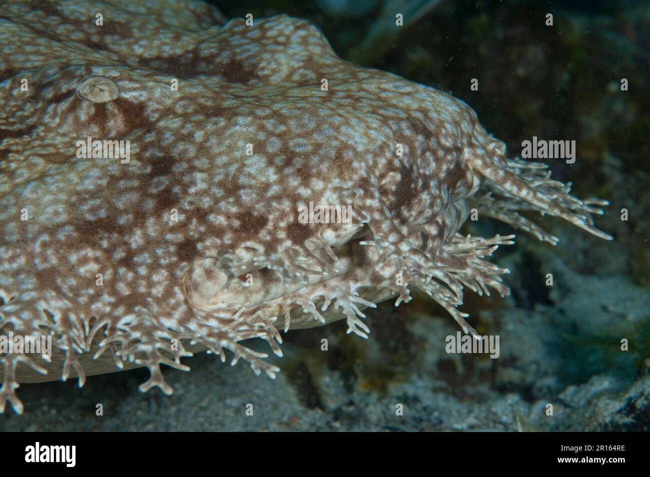 Tasselled wobbegongs (Eucrossorhinus dasypogon), Carpet Shark, Other ...