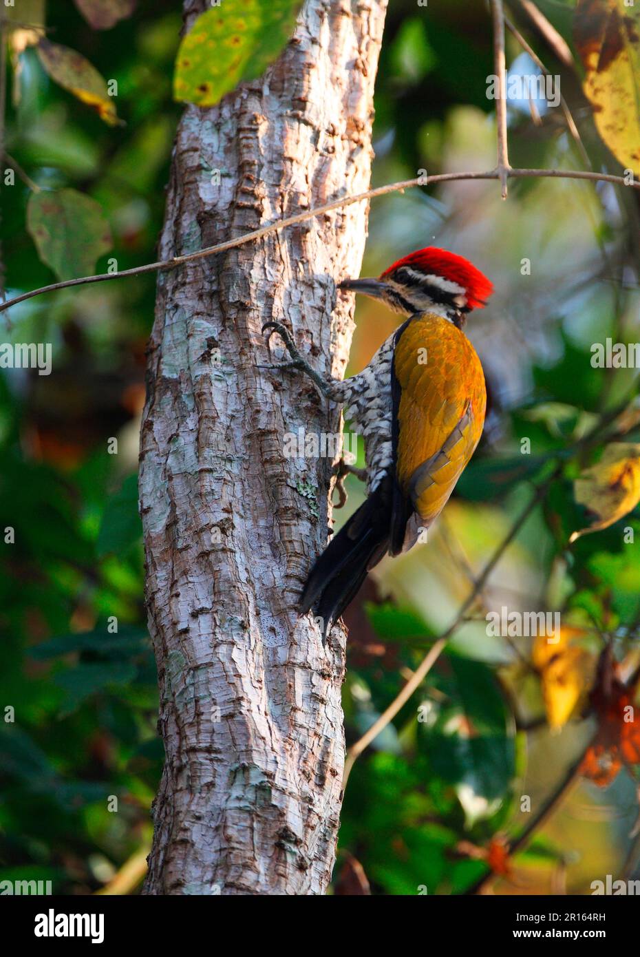 Fire-backed Woodpecker, Fire-backed Woodpecker, Fire-backed Woodpeckers ...