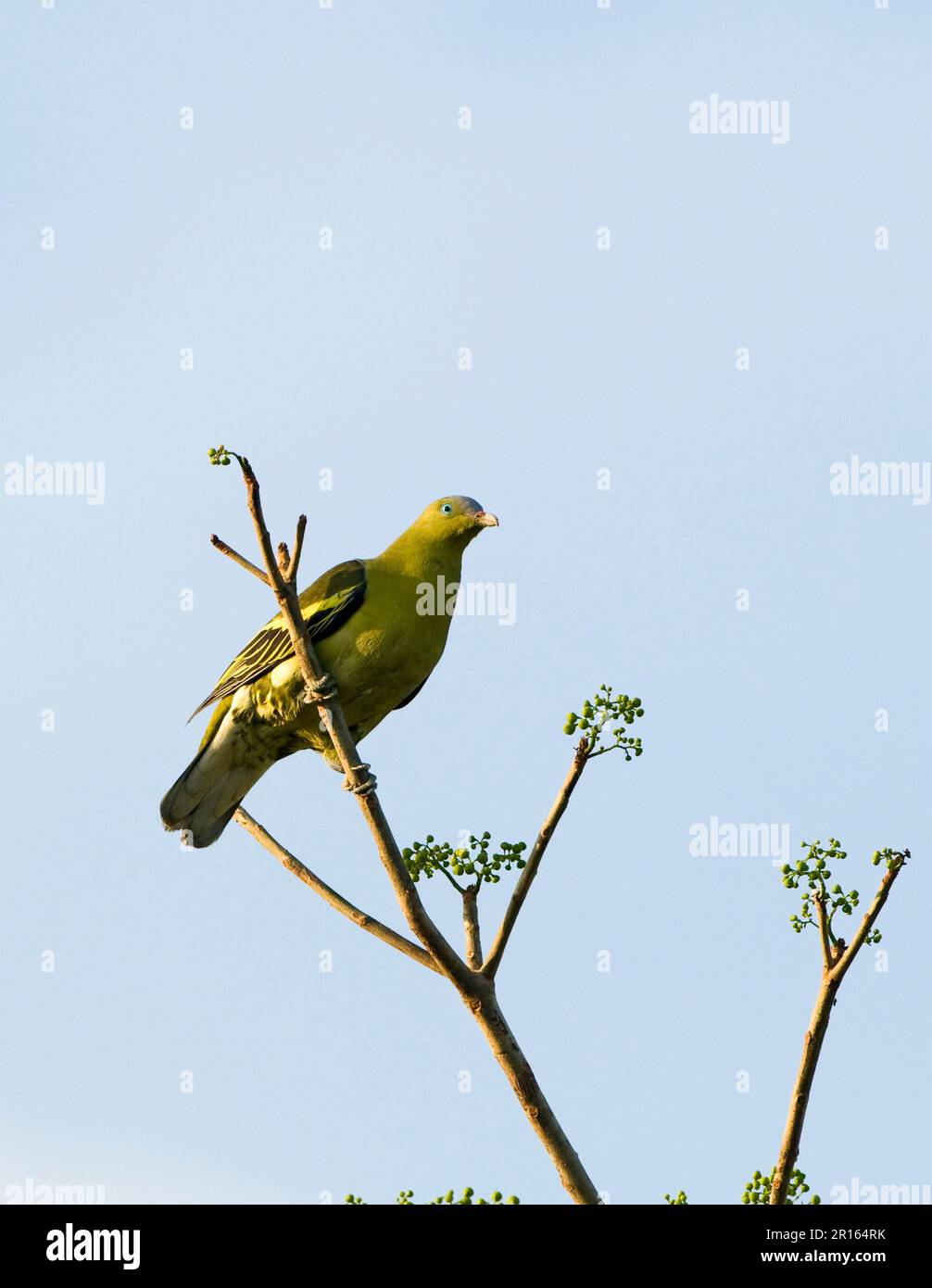 Philippine green pigeon (Treron axillaris), Green pigeons, Pigeons ...