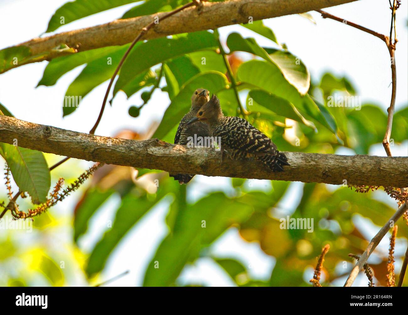 Buff-rumped Woodpecker, Woodpeckers, Woodpeckers, Animals, Birds ...
