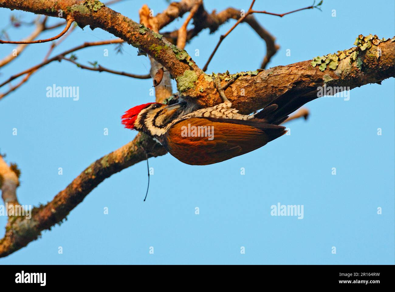 Fire-backed Woodpecker, Fire-backed Woodpecker, Fire-backed Woodpeckers ...