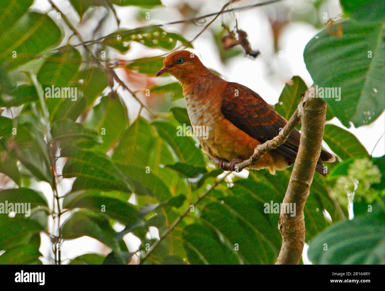 Little Cuckoo-dove (Macropygia ruficeps assimilis) juvenile, perched in ...