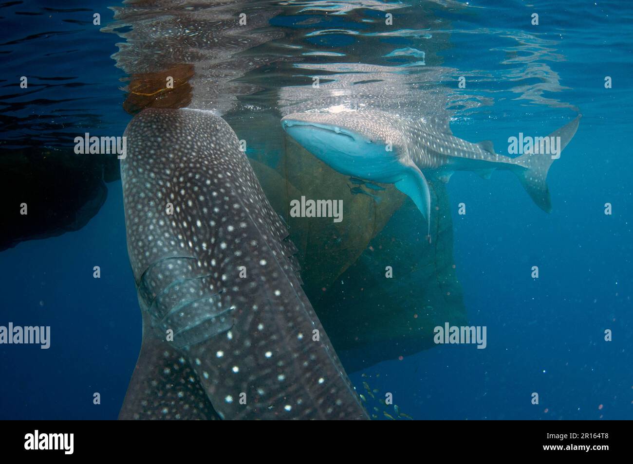 Whale shark (Rhincodon typus) two adults, with remoras, feeding under ...