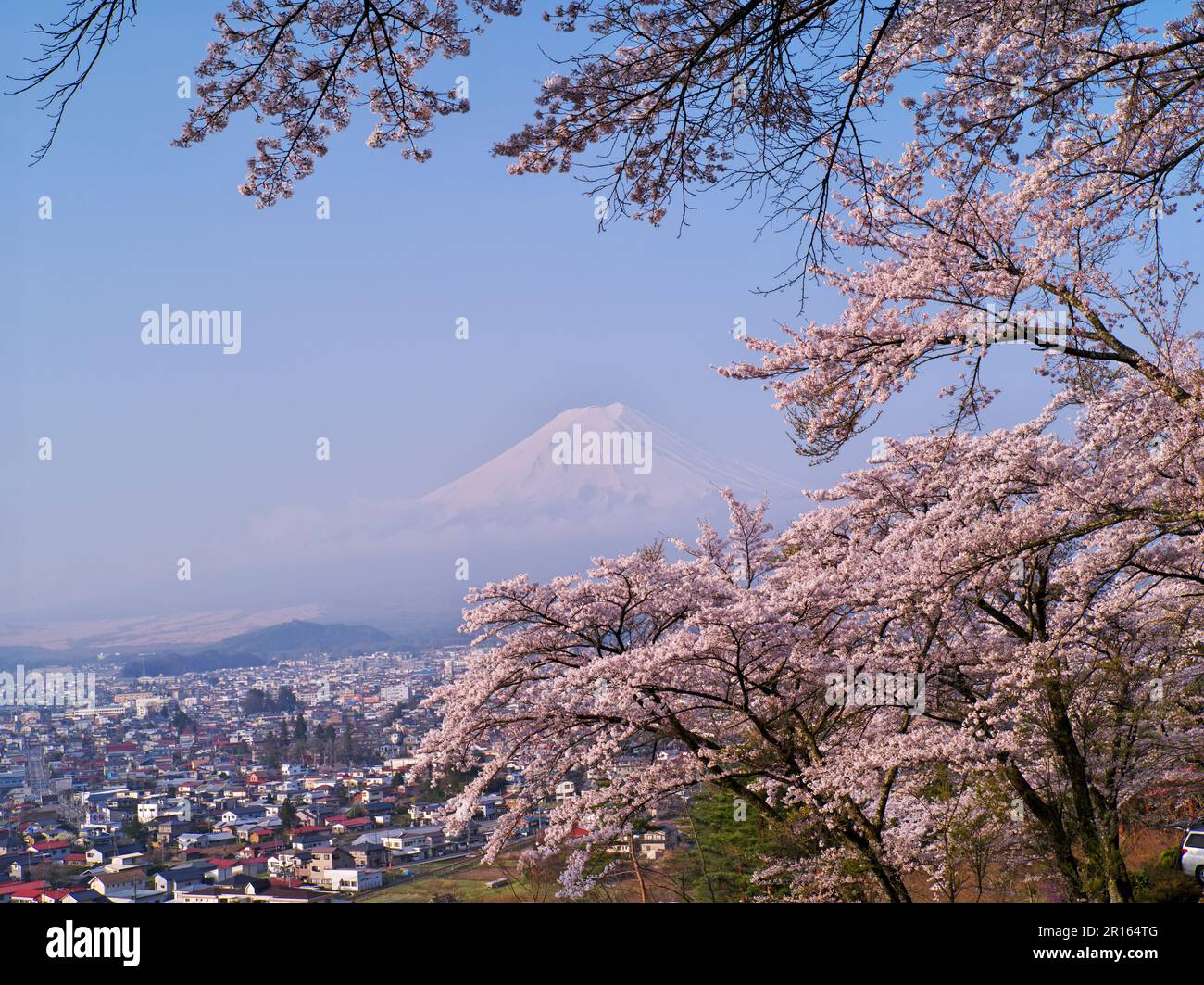 Fujimi Kotoku Park cherry blossoms and Mt. Fuji Stock Photo - Alamy
