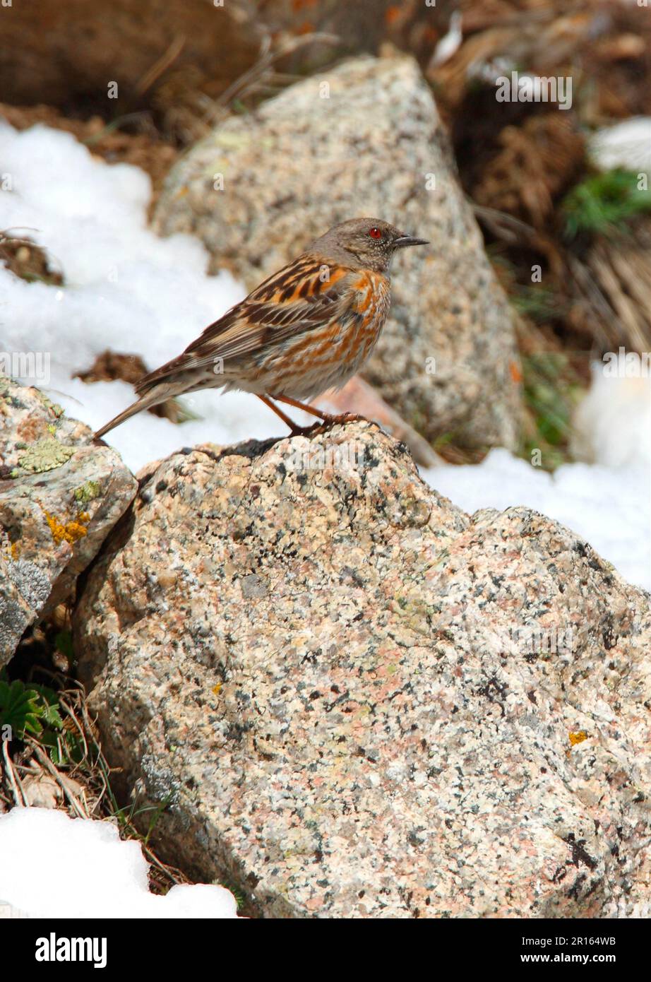 Himalayan Accentor, Himalayan Accentor, Himalayan Accentor, songbirds ...