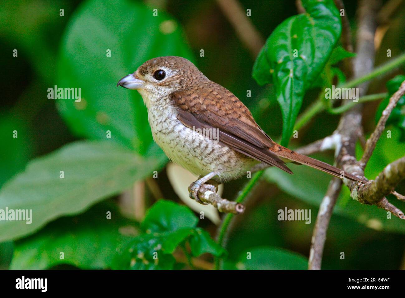 Tiger shrike (Lanius tigrinus), Tiger Shrike, songbirds, animals, birds ...