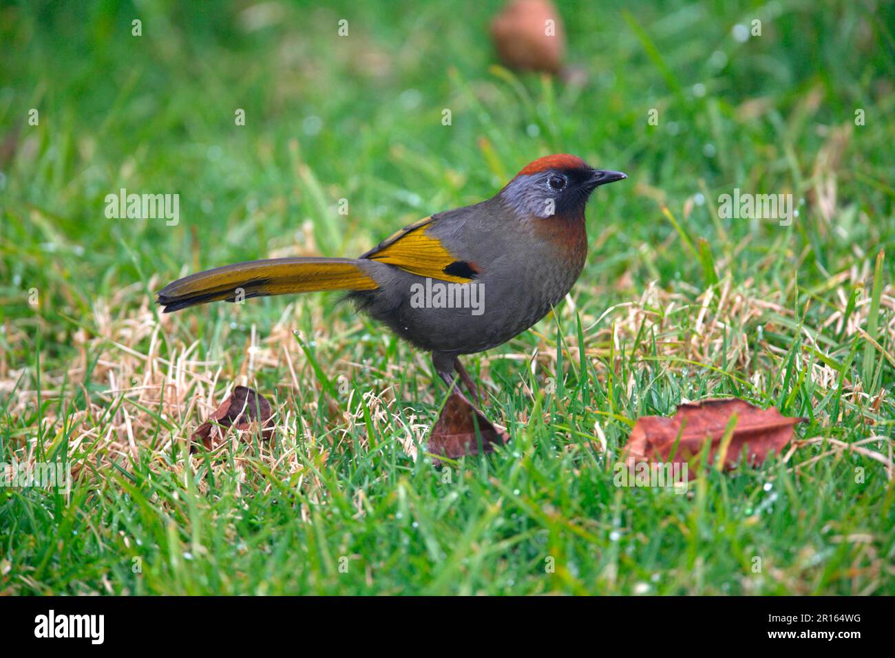 Melanostigma, chestnut-crowned laughing-thrushes (Trochalopteron ...