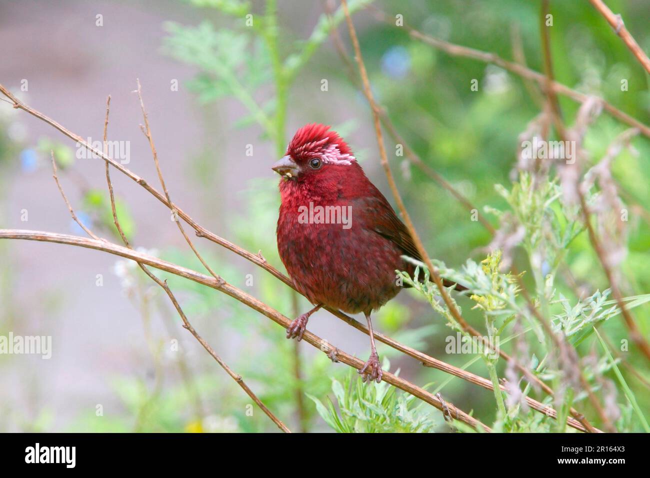 Vinaceous rosefinch (Carpodacus vinaceus), Ruby Finch, songbirds, animals, birds, finches ...