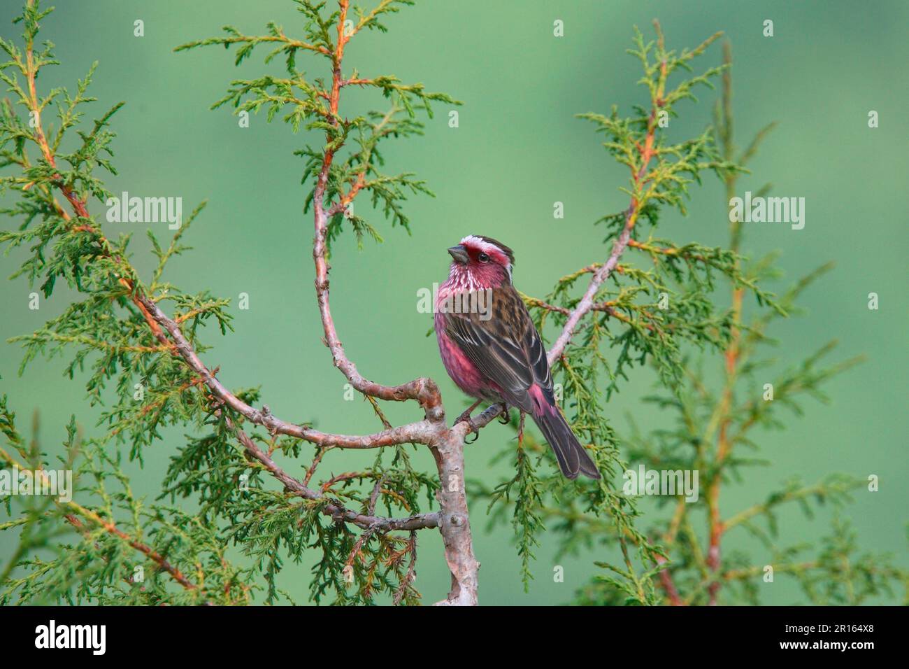 Himalayan white browed rosefinch hi-res stock photography and images ...