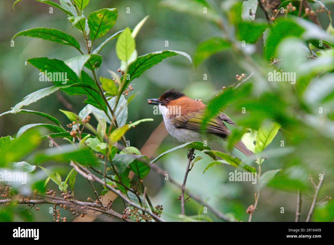 Hainan White-throated Bulbul, Hainan White-throated Bulbul, Hainan ...