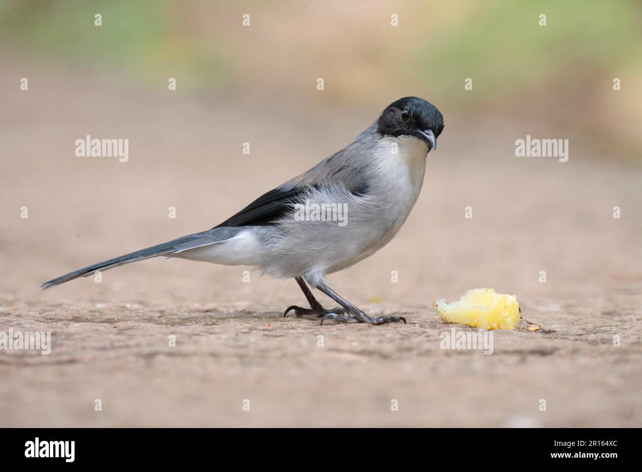 Black headed sibia heterophasia melanoleuca adult hi-res stock ...