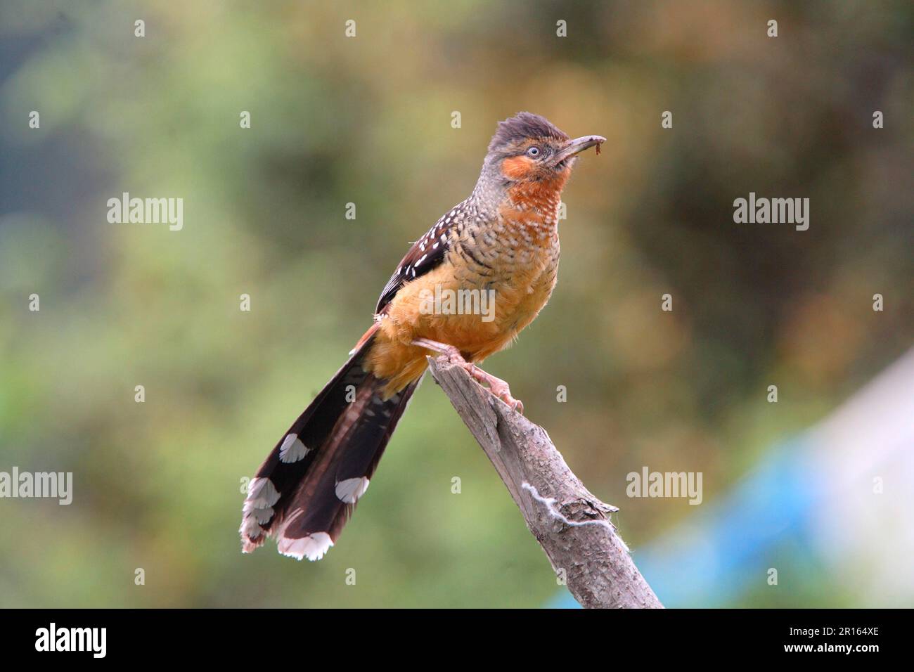 Giant Laughing Thrush, Giant Laughing Thrush, Giant Laughing Thrushes ...