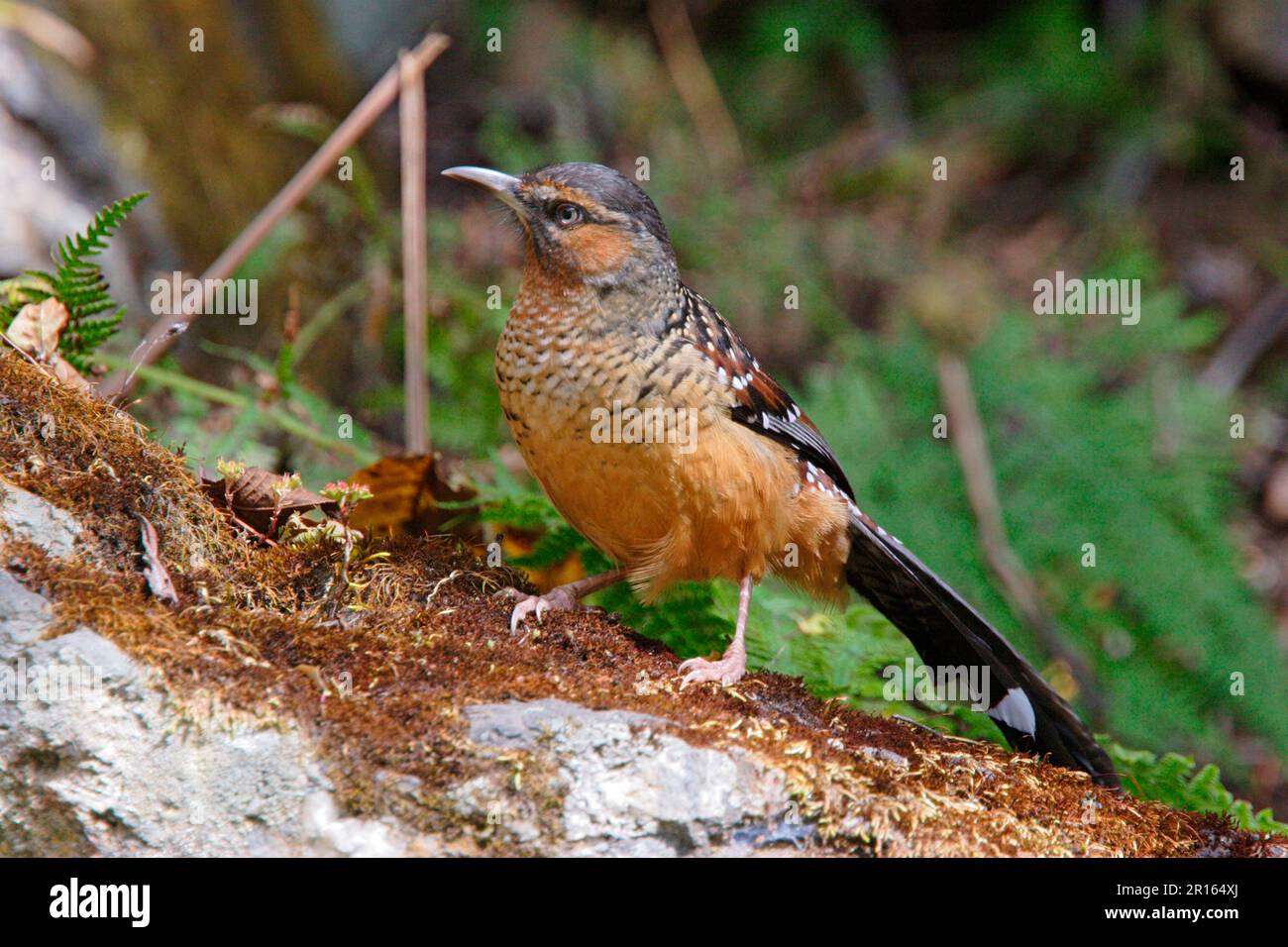 Giant Laughing Thrush, Giant Laughing Thrush, Giant Laughing Thrushes ...