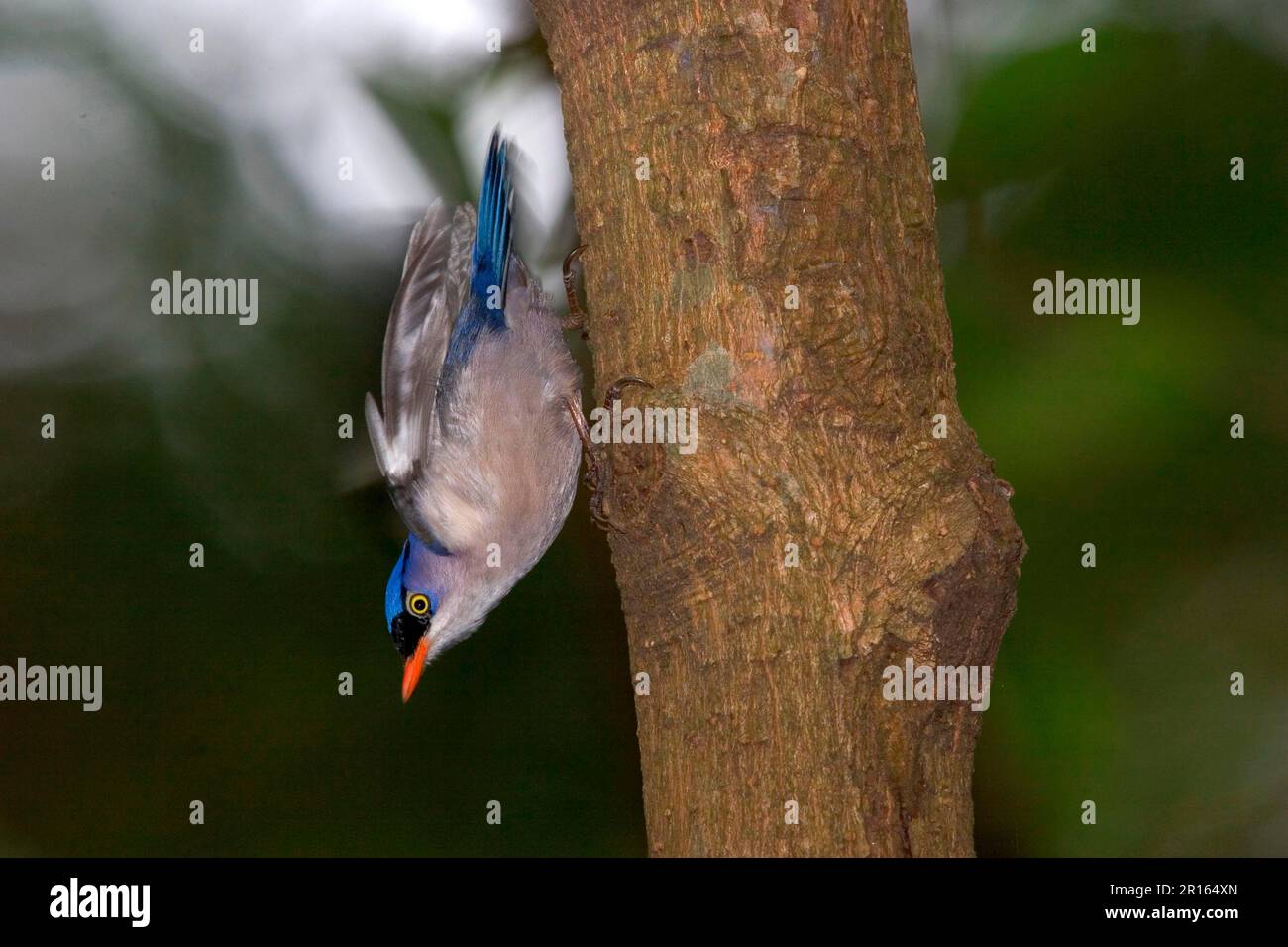 Velvet-fronted nuthatch (Sitta frontalis) Adult display, New ...