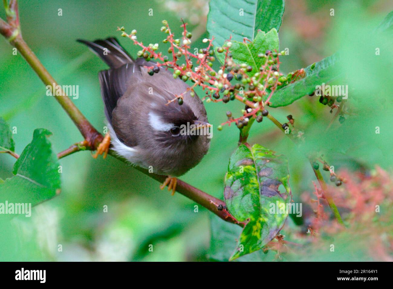 Diademyuhina, Diademyuhinas, Spectacled bird, Spectacled birds ...