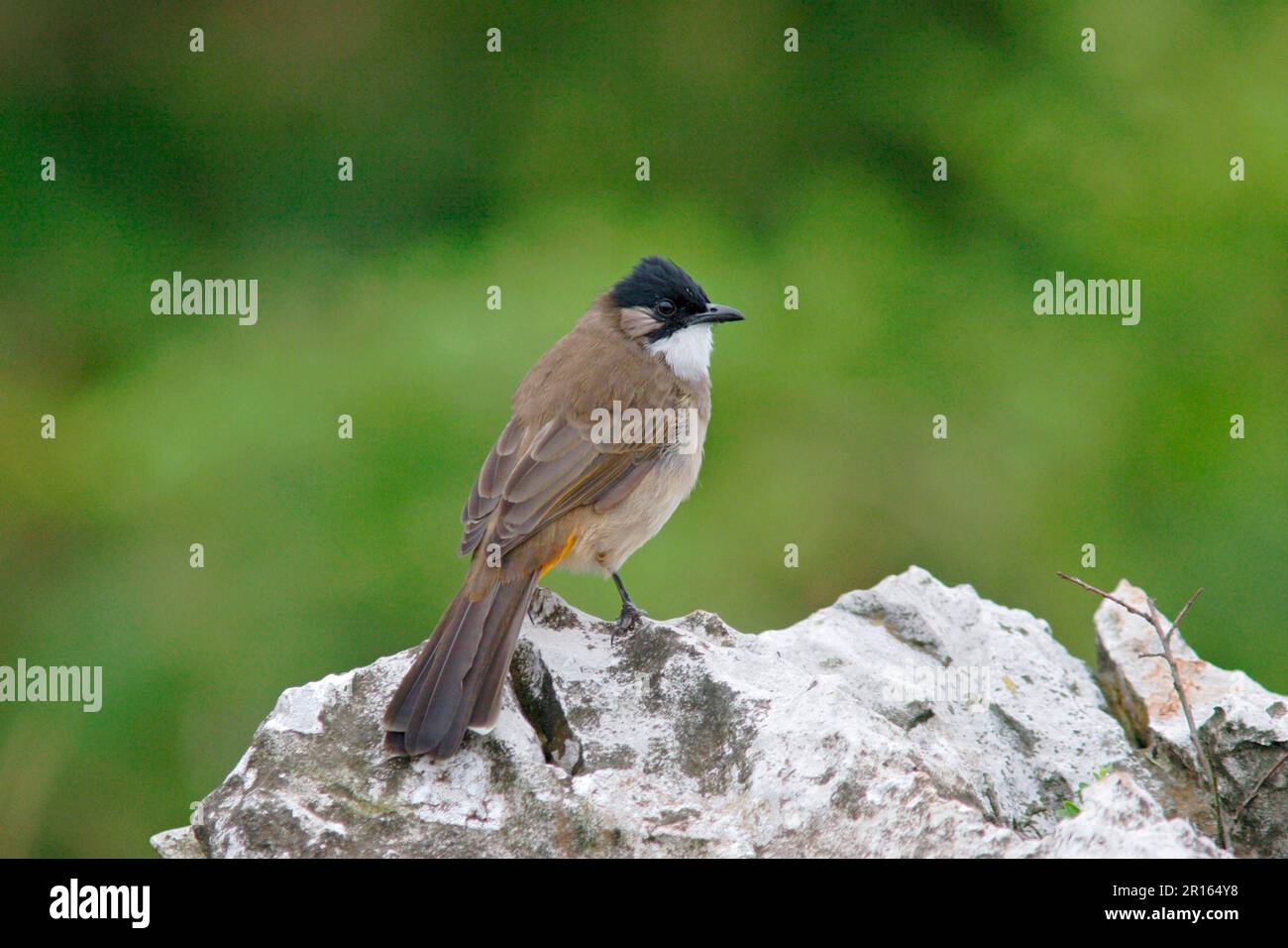 Pycnonotus xanthorrhous hi-res stock photography and images - Alamy