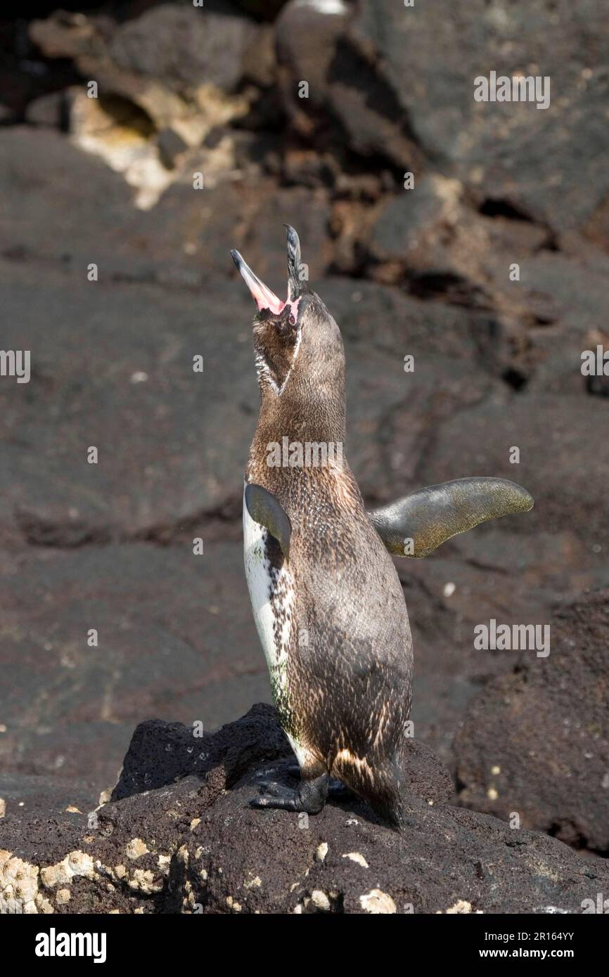 Galapagos Penguin Calls Stock Photo - Alamy