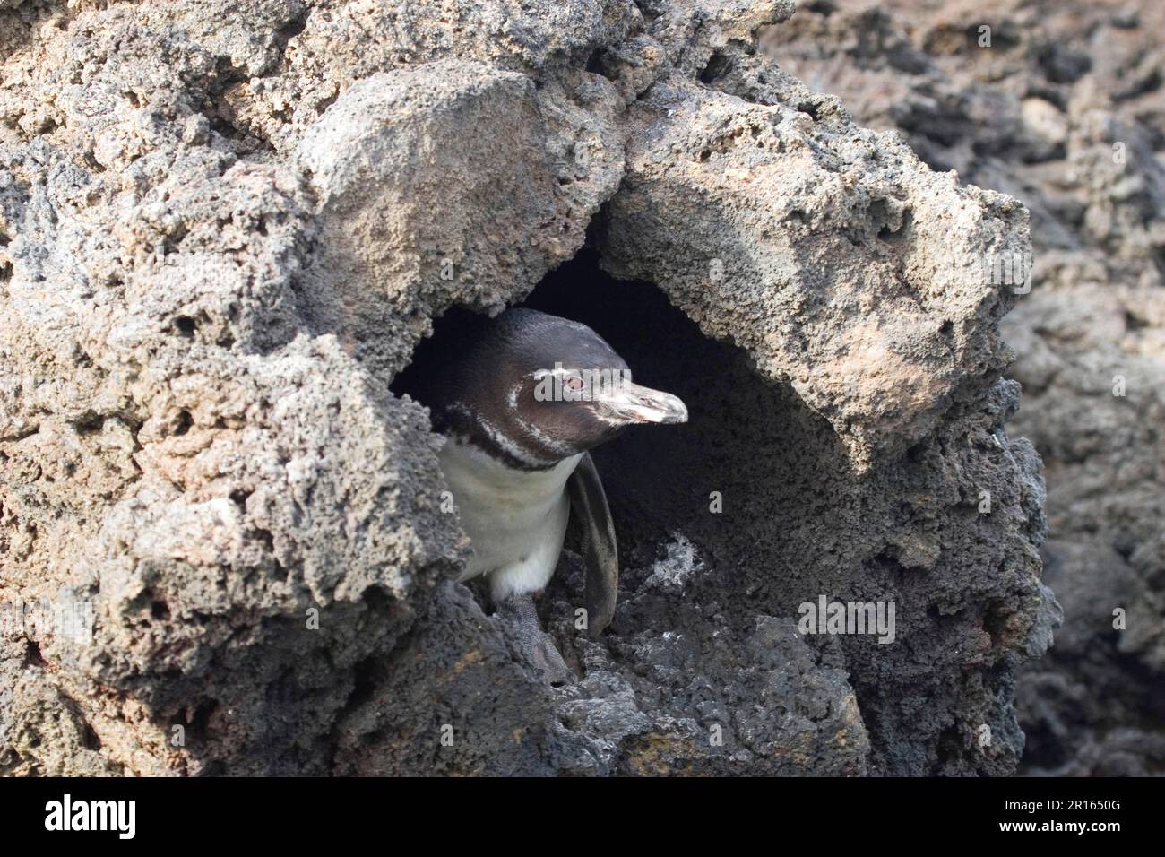 Galapagos penguin peers out of nesting cave in lava rock Stock Photo ...