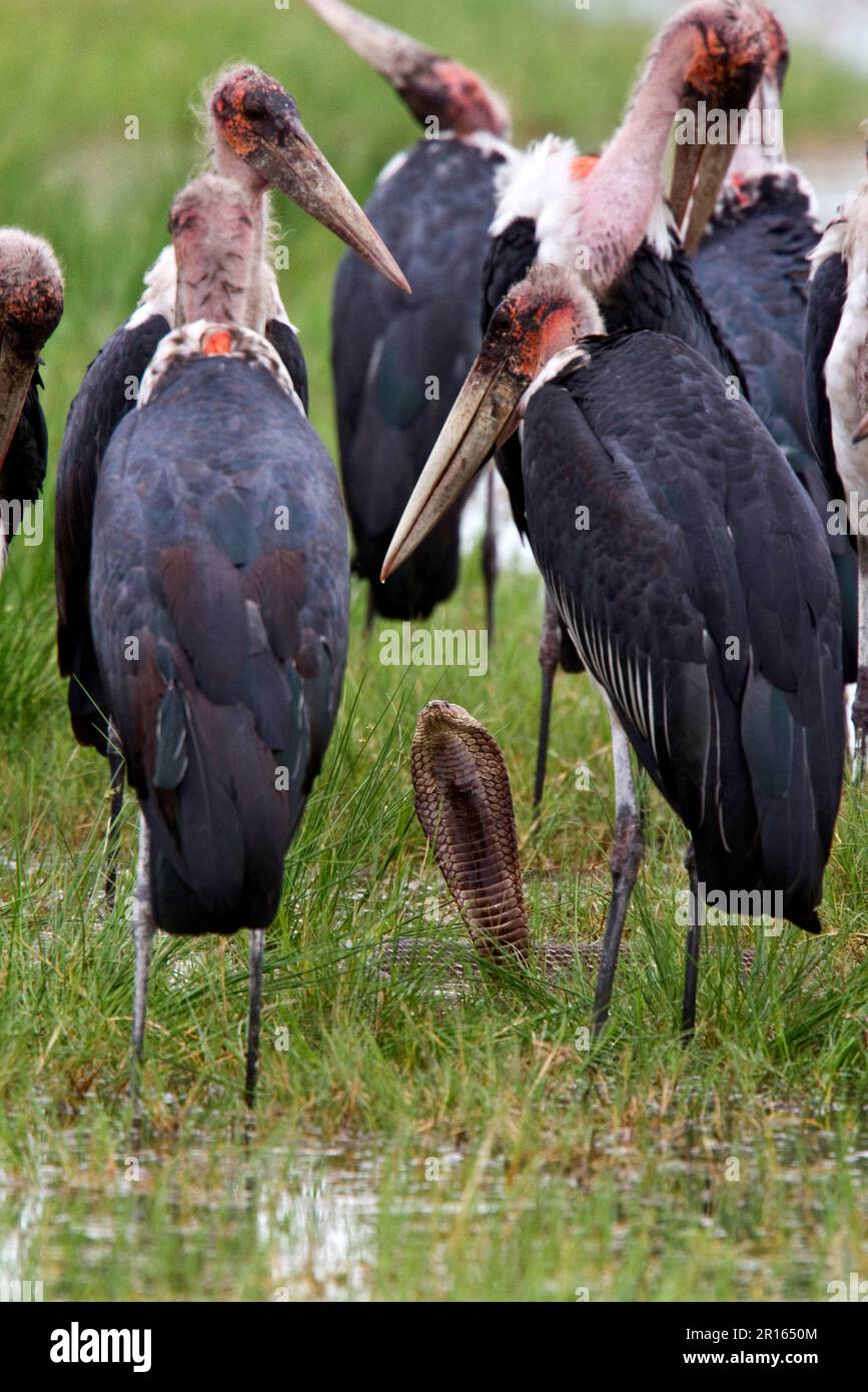Marabou storks surround a Mozambican spicobra Stock Photo - Alamy