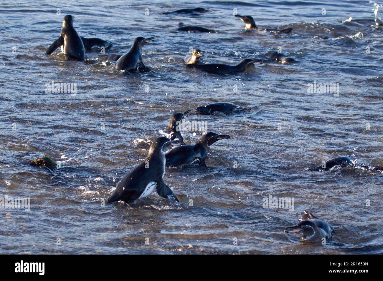 Galapagos penguins catch small fish in shallow water Stock Photo - Alamy