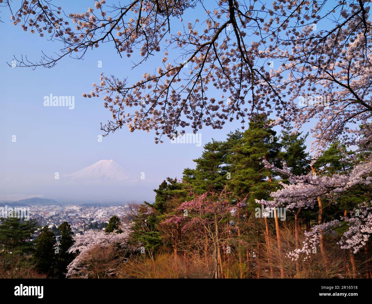 Fujimi Kotoku Park cherry blossoms and Mt. Fuji Stock Photo - Alamy