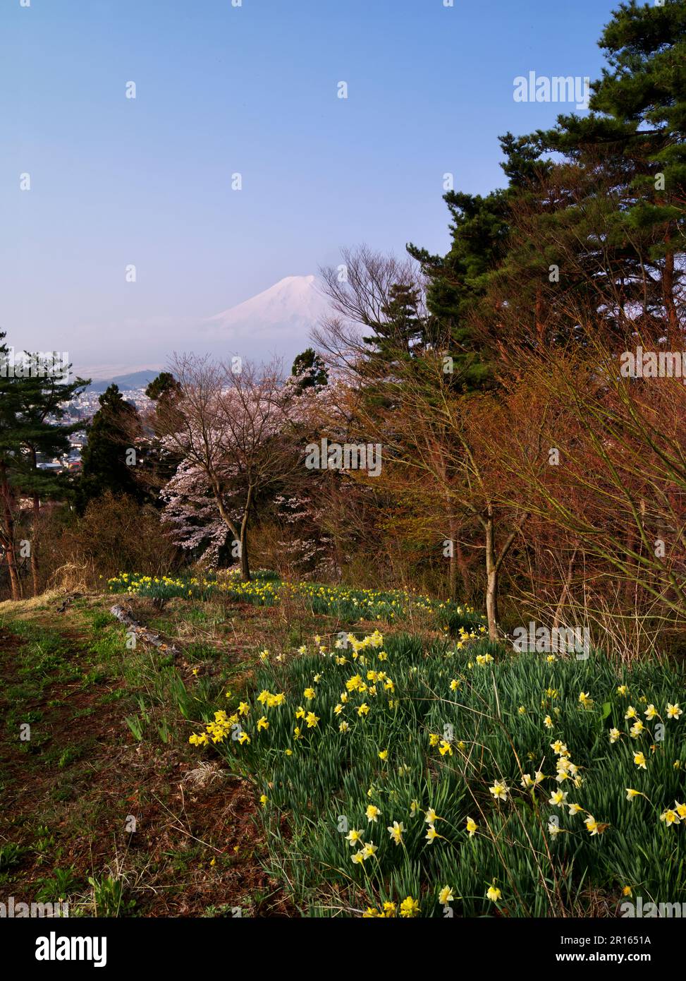 Fujimi Kotoku Park and Mt. Fuji Stock Photo - Alamy